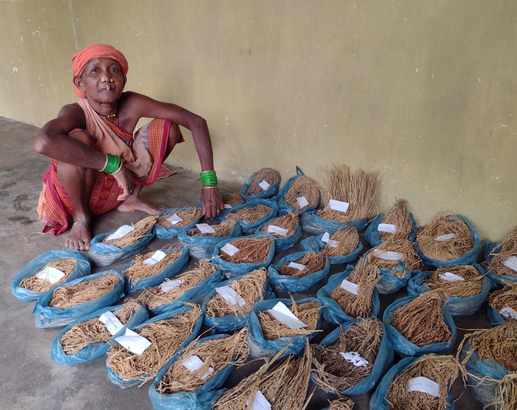 More than 70 landraces of paddy varieties have been conserved by Tulasa ...
