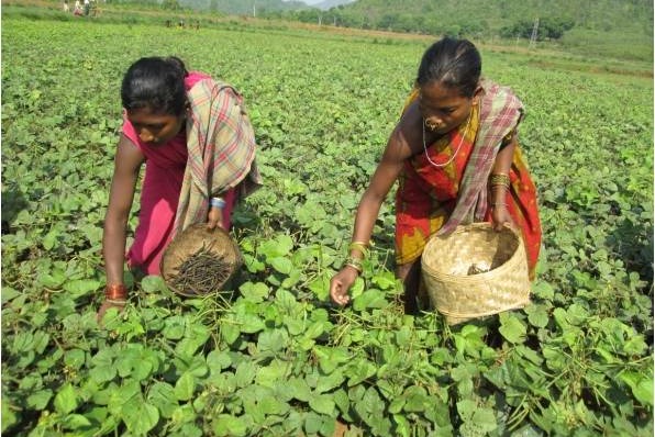 The Gender in Focus Dialogue Series | M S Swaminathan Research Foundation
