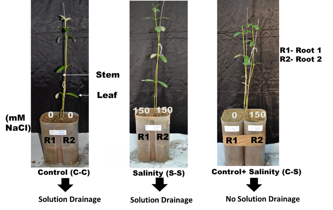 Molecular and eco-physiological assessment of root spectrum traits ...