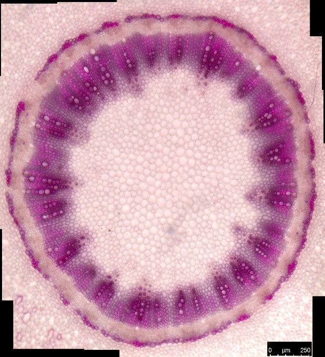 Molecular and eco-physiological assessment of root spectrum traits ...
