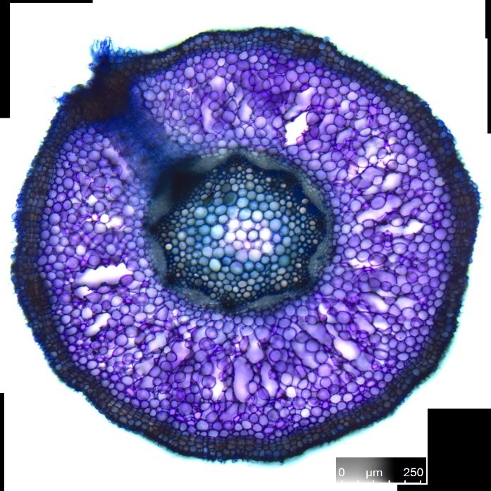 Molecular and eco-physiological assessment of root spectrum traits ...