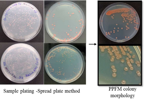 Rice Microbiome- healthy and pathogen-infested paddy (4 varieties ...