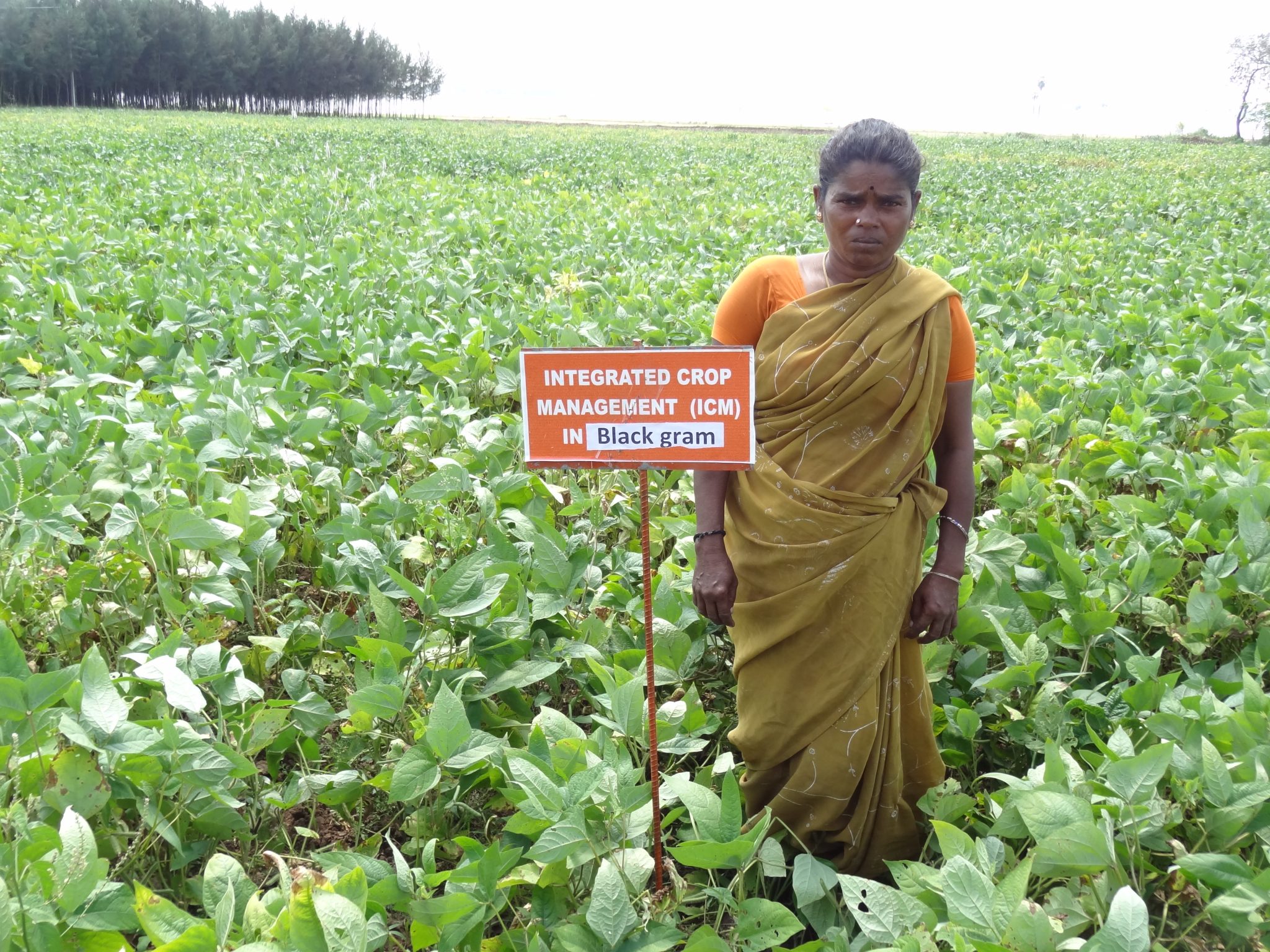 Promoting Pulses for Sustainable Food Systems | M S Swaminathan ...
