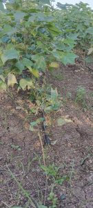 Enhancing Cotton Cultivation through Sustainable Practices: A Visit to ...