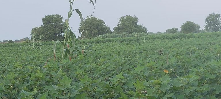 Enhancing Cotton Cultivation through Sustainable Practices: A Visit to ...