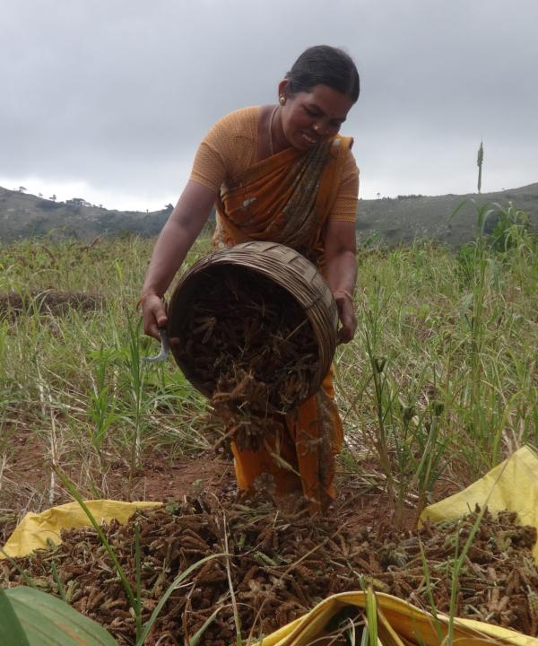 Surya | M S Swaminathan Research Foundation